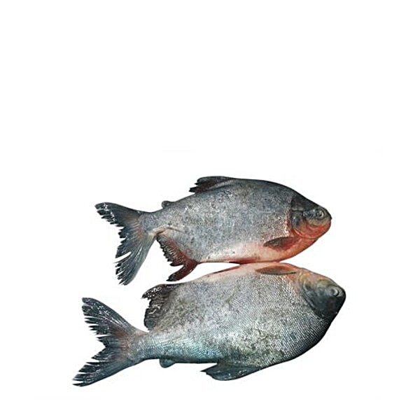 Buy Sai Fisheries Fish Roopchand Bengali Cut 500 Gm Tray Online at the ...