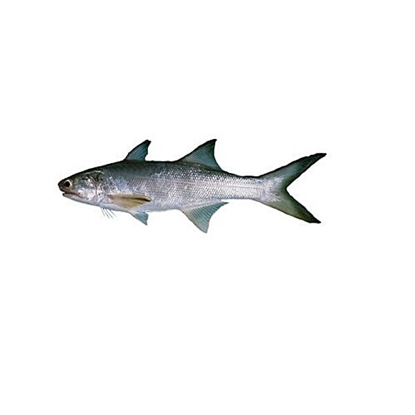 Buy Crazy Fish Fish - Kaala / Indian Solmon Online at Best Price of Rs ...