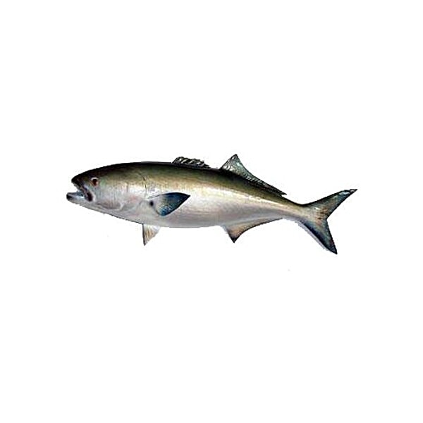 Buy Fish King Fish - Vanjaram (cut piece) Online at Best Price of Rs ...