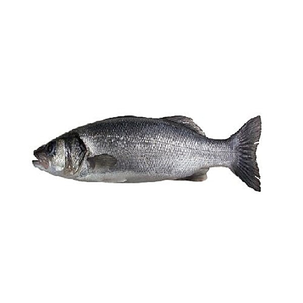 Buy Fresh Catch Fish - Sea Bass Big 1.5 kg (Medium Cut) Online at Best ...