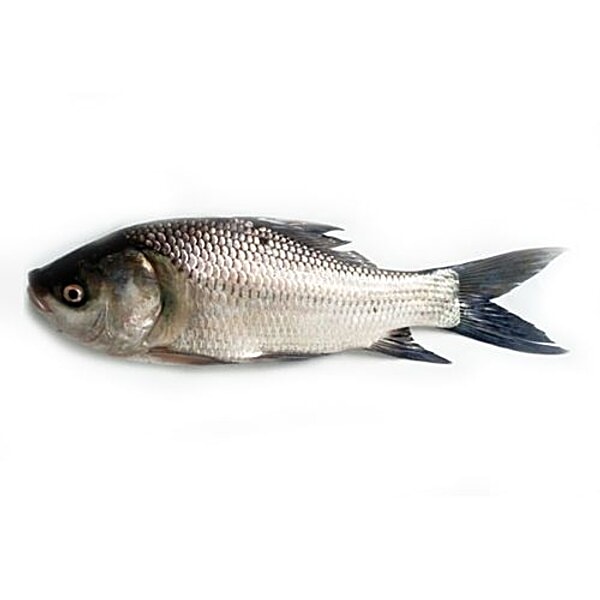 Buy Jacob's Fresh Chicken Fish - Catla / Katla 1 kg (Bengali Cut ...