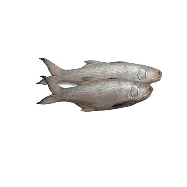 Buy Sai Saloni Fish Fish - Big Rawas / Indian Salmon Online at Best ...