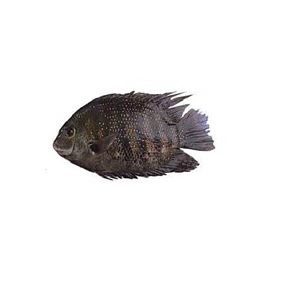 Buy JB Seafoods Fish - Karimeen Online at Best Price of Rs null - bigbasket
