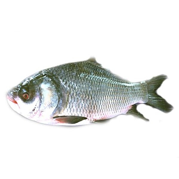 Buy Bengali Fish Corner Fish - Katla Online at Best Price of Rs null ...