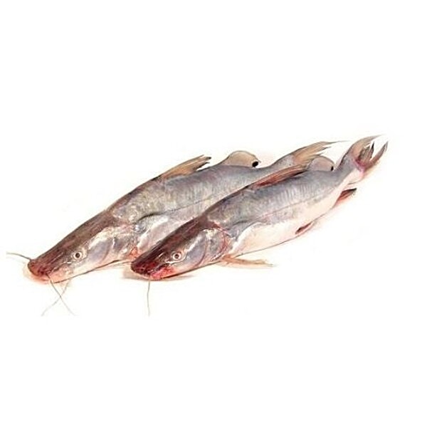 Buy Bengali Fish Corner Fish - Singhara / Ayar Maach / Fresh Water Cat ...