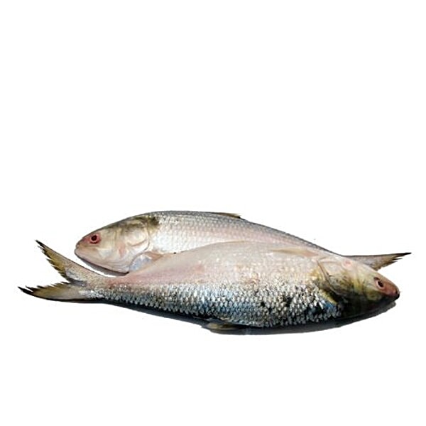 Buy My Chicken & More Fish - Hilsa 500 gm (Whole) Online at Best Price ...