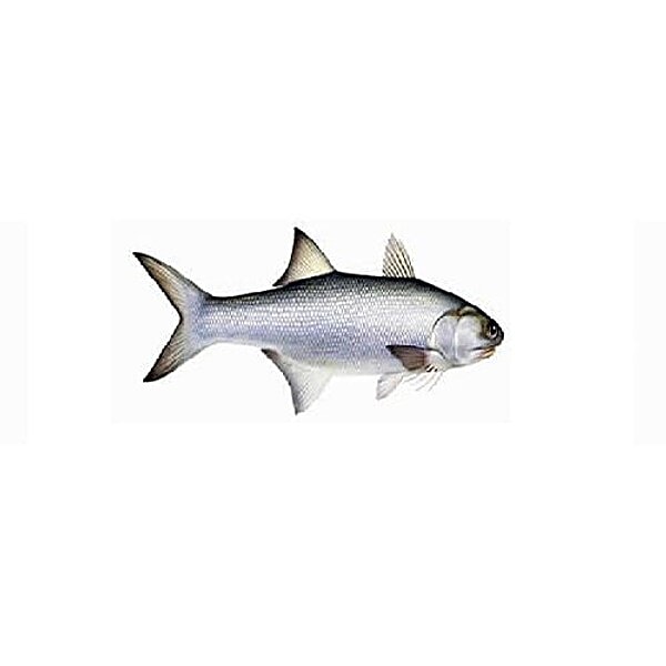 Buy Nolambur Daily Fresh Fish - Indian Salmon / Kaala Online at Best ...