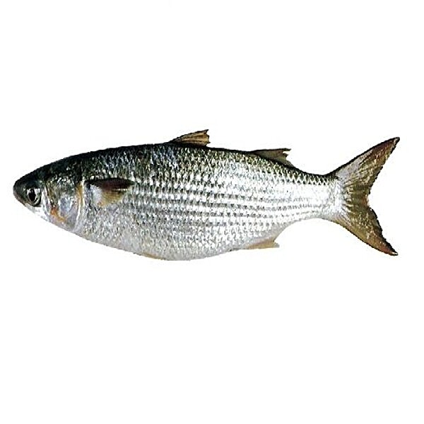 Buy New Poultry Centre Fish - Parshe Dressed Online at Best Price of Rs ...