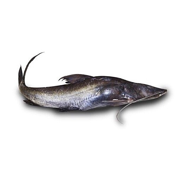 Buy New Poultry Centre Fish - Tangra Big Dressed Online at Best Price ...