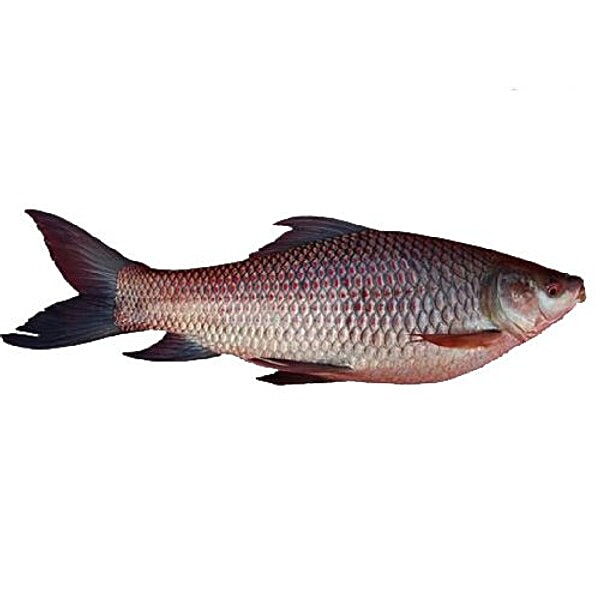 Buy GoFRESHH Fish - Rui (Rohu) Curry Cut, With Head Online at Best ...