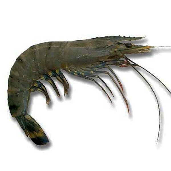 Buy GoFRESHH Fish - Tiger Prawns ( Bagda Chingri) Online at Best Price ...