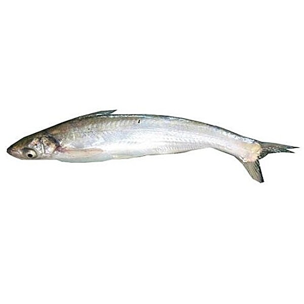Buy Sanjib Fish Hub Fish - Bacha Online at Best Price of Rs null ...