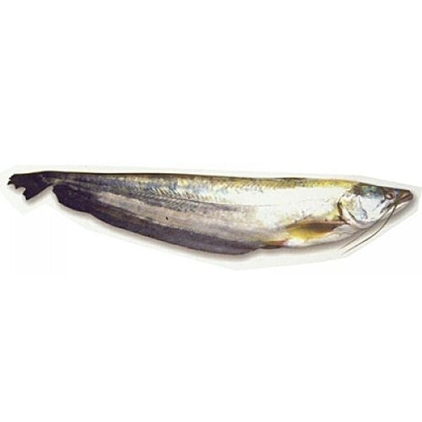 Buy Sanjib Fish Hub Fish - Boal Whole Online at Best Price of Rs null ...