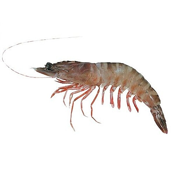 Buy Easy Fish Bagda / Tiger Prawn, Small (80 - 100 Pcs) Online at Best ...