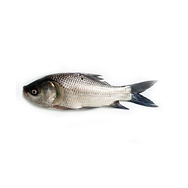 Buy S.S.R FISH MARKET Fish - Rohu, Rava Live Online at Best Price of Rs ...