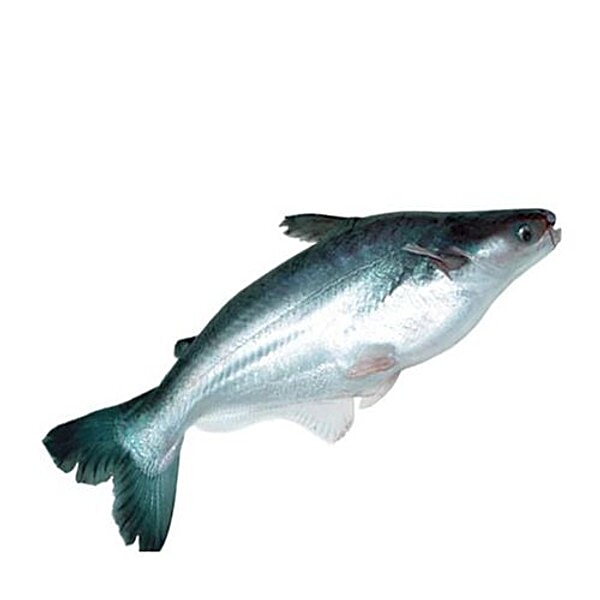 Buy Fish Land Fish - Cat / Pungus / Basa 1 kg (Bengali Cut) Online at ...