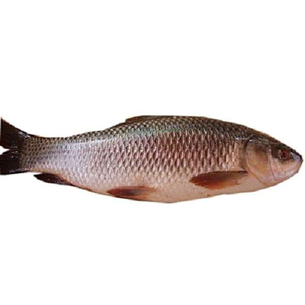 Buy CLS SHOPPING Fish - Baby Rohu / Rui, Curry Cut Online at Best Price ...