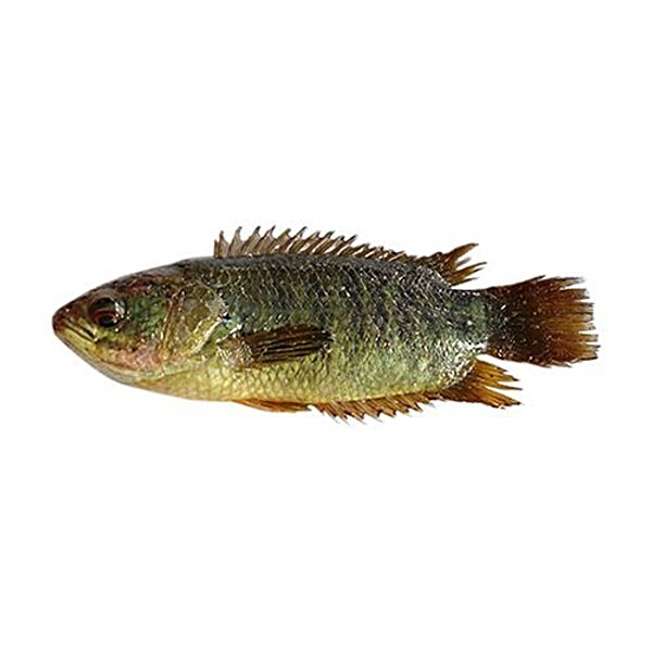Buy Fish Fresh Fish - Koi Local Online at Best Price of Rs null - bigbasket