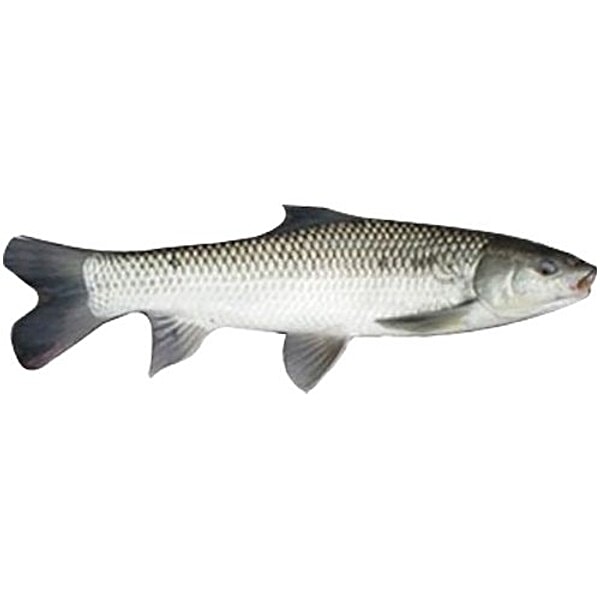 Buy CLS SHOPPING Fish - Chara Pona Online at Best Price of Rs null ...