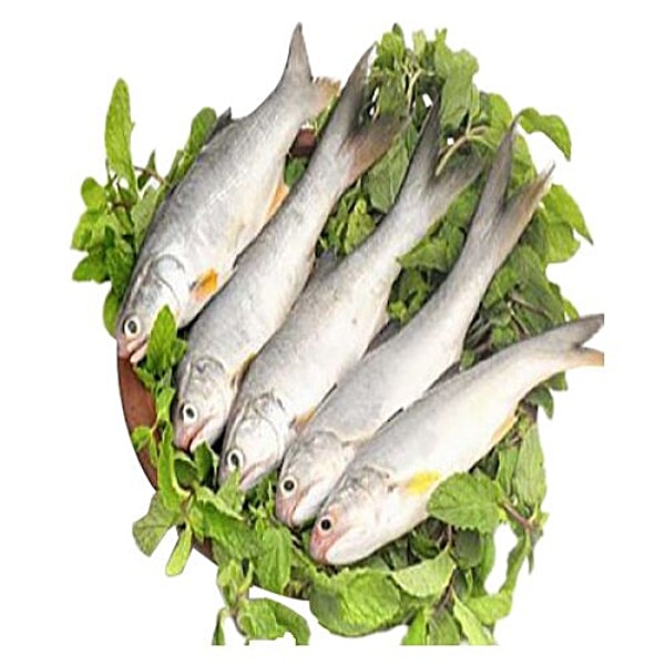 Buy Fish 29 Fish - Gurjali / Indian Soleman Online at Best Price of Rs ...