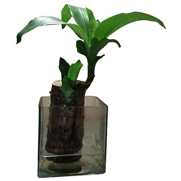 Buy Ritu's Flowers Plant - Good Luck Plant Online at Best Price of Rs ...