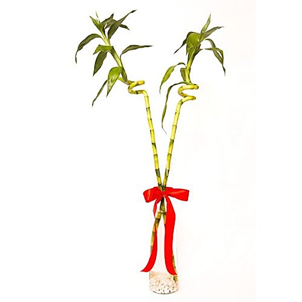 Buy Flower Box Flower Bouquet - Dancing Bamboo 1 pc Online at Best ...