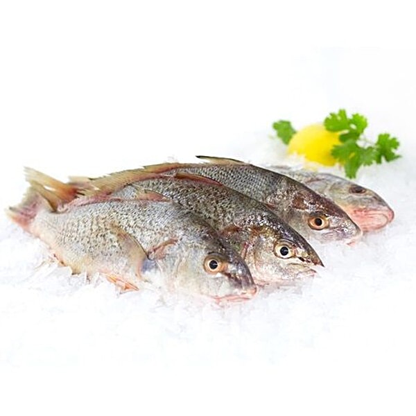 Buy Big Fish Fish - Bhola Bhetki Whole Online at Best Price of Rs null ...