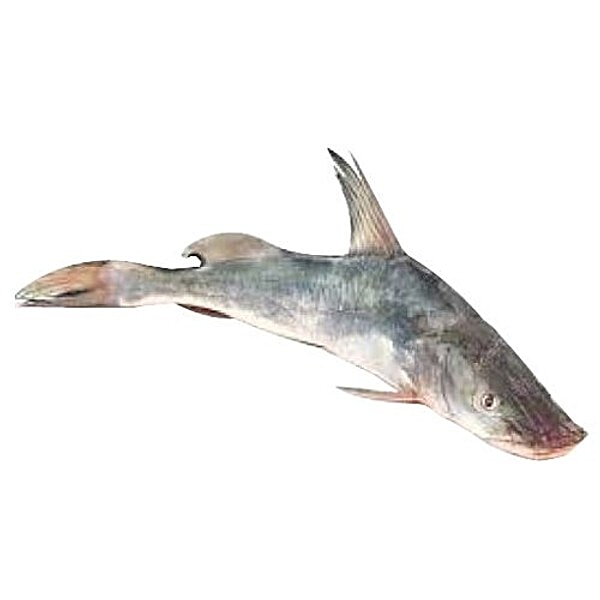 Buy Machli Ghar Fish - Aar Online at Best Price of Rs null - bigbasket