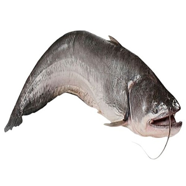 Buy Machli Ghar Fish - Boyal Online at Best Price of Rs null - bigbasket