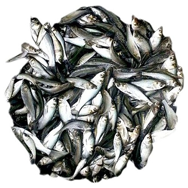 Buy Machli Ghar Fish - Chara Pona Online at Best Price of Rs null ...