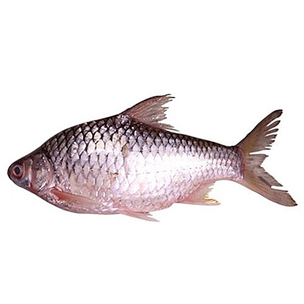 Buy Machli Ghar Fish - Shor Puti Online at Best Price of Rs null ...