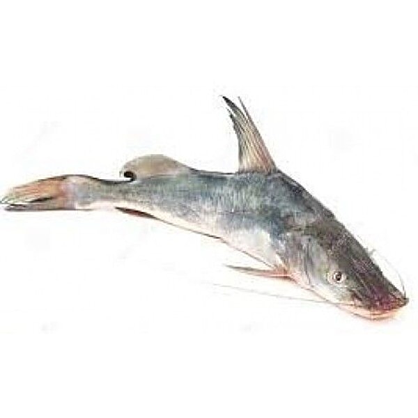 Buy FRESHLY Fish - Aar Curry Cut, Without Head Online at Best Price of ...