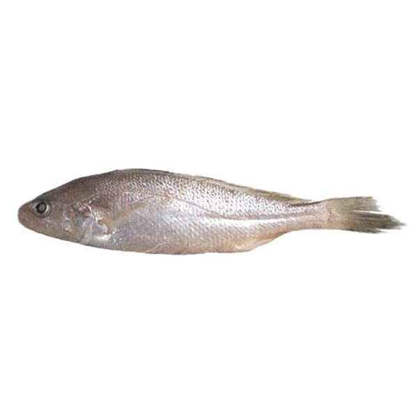 Buy FRESHLY Fish - Bhola Bhetki Whole With Head & Tail Online at Best ...
