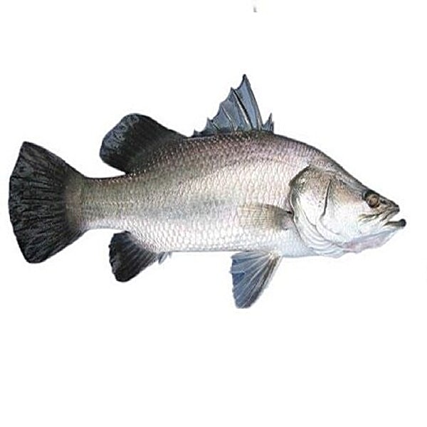 Buy SFDC Fish - Bhetki, Whole - Large Online at Best Price of Rs null ...