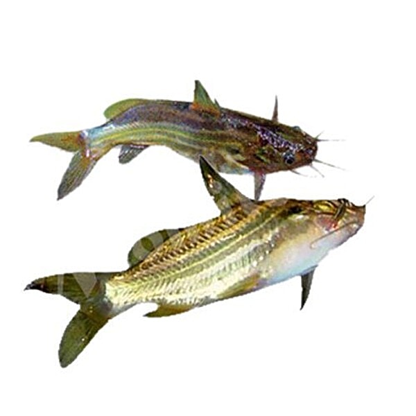 Buy Star Fisheries Fish - Tangra (Medium Size) Online at Best Price of ...