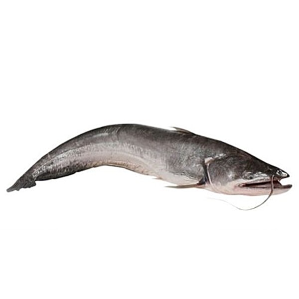Buy AK Daily Bazaar Fish - Boal, Medium Size Online at Best Price of Rs ...