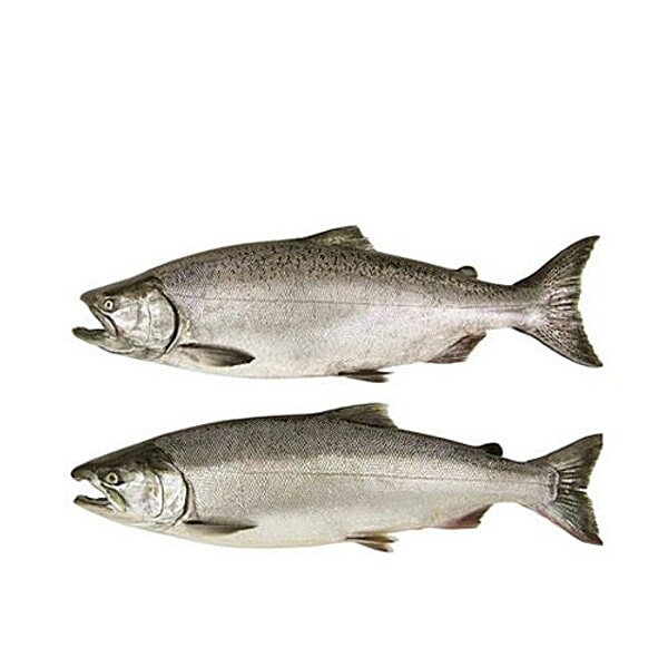 Buy Sakana Fish - Indian Salmon / Rawas / Vameenu / Rumus / Kaala 500 ...