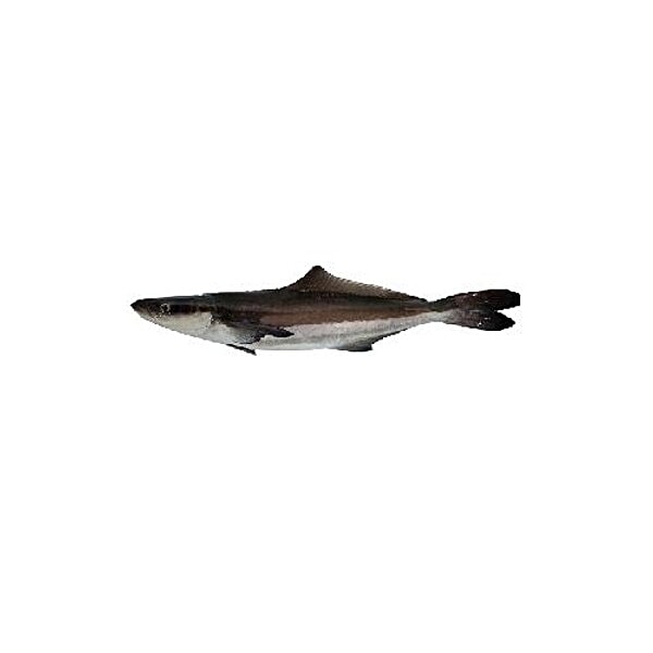Buy Subbammal Proteins Fish - Kadal Viral / Cobia Online at Best Price ...
