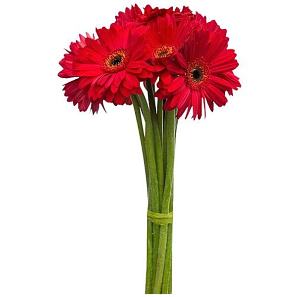 Buy Bonzai Red Gerbera Stems Online at Best Price of Rs 157.32 - bigbasket