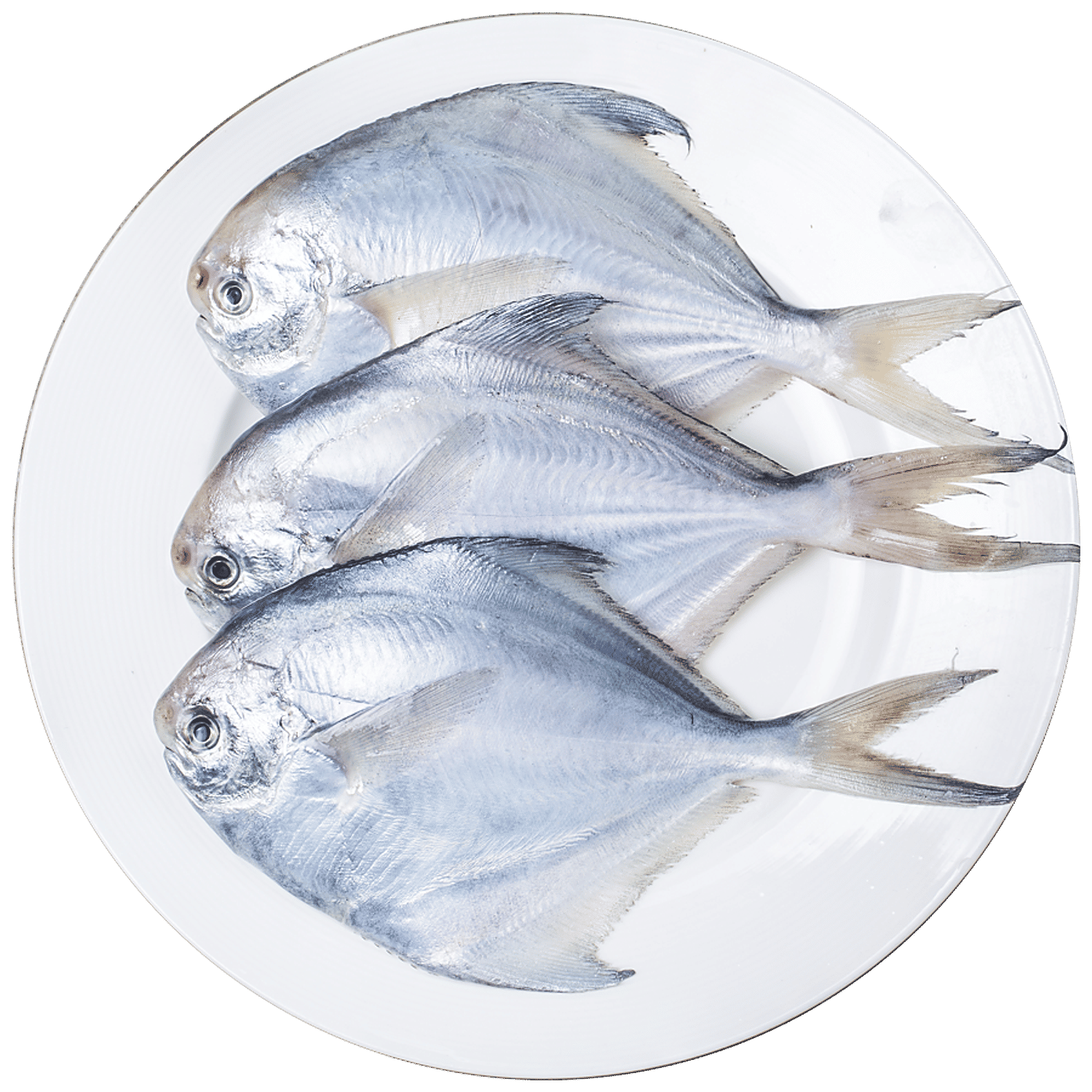 White Pomfret Fish