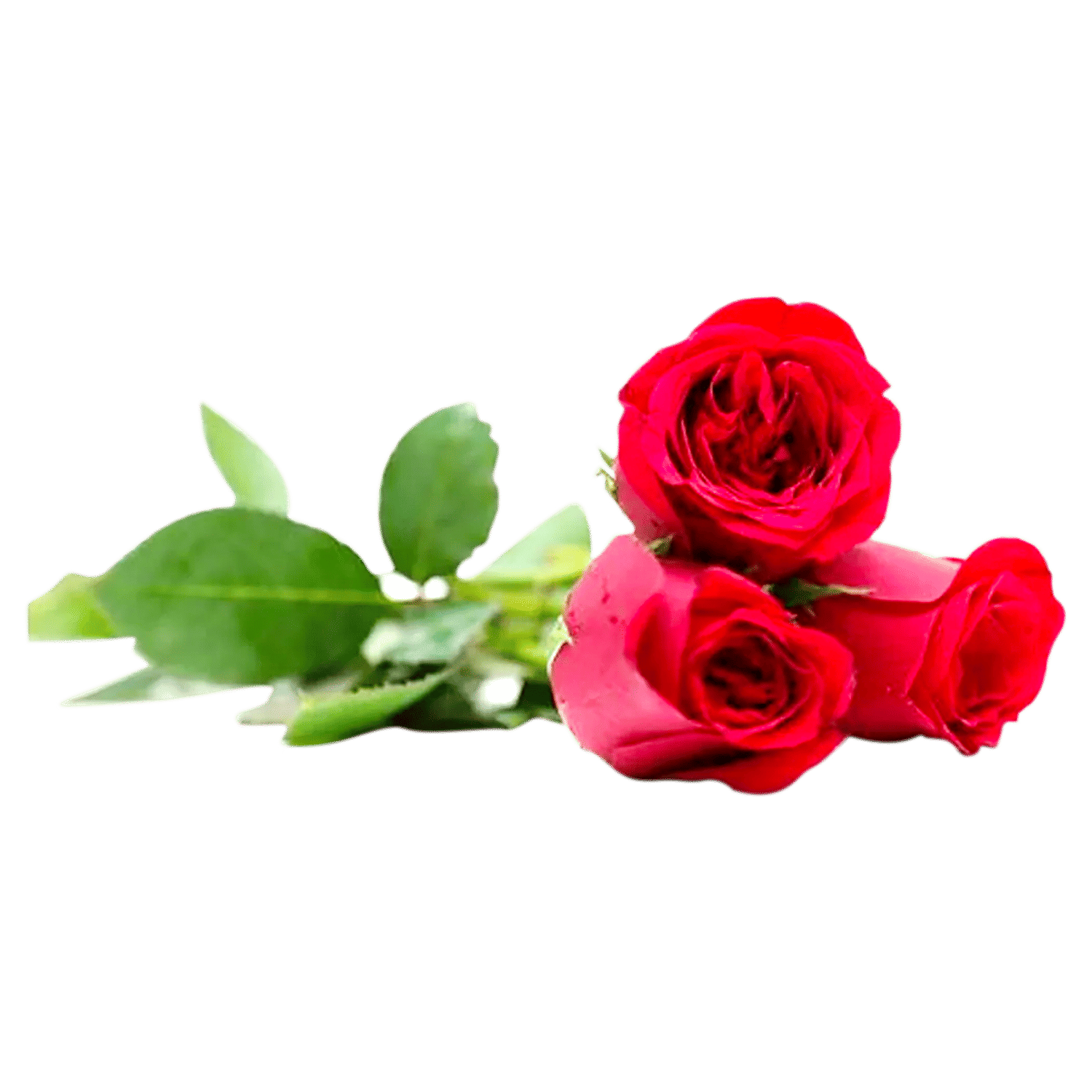 Red Rose Images Photos - Infoupdate.org