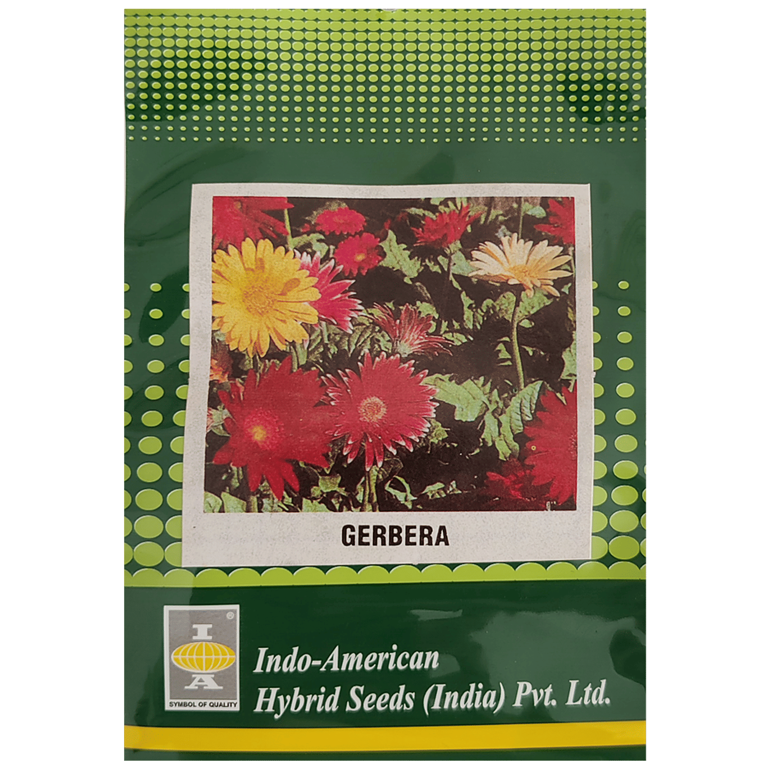 Gerbera Mega Revolution