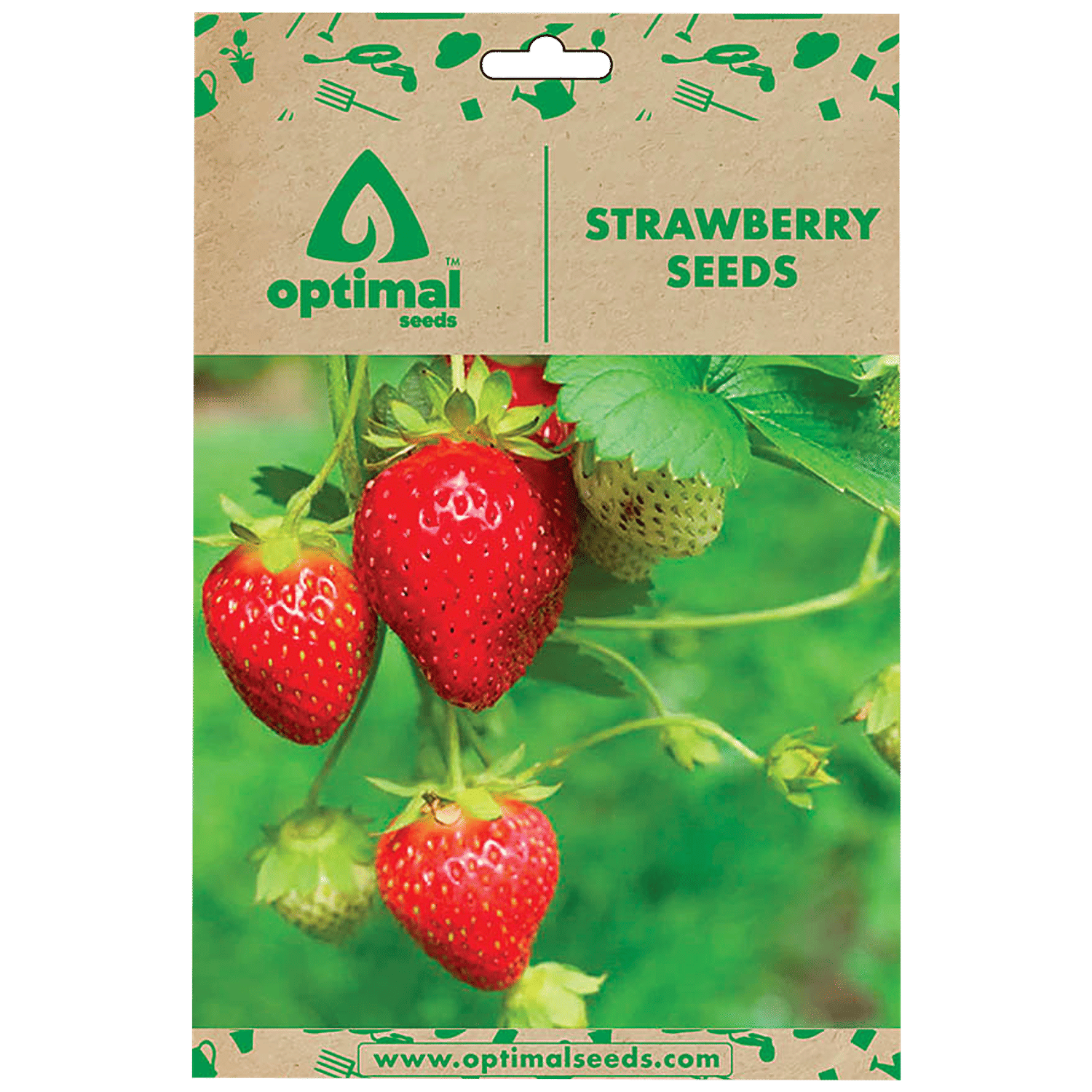 Strawberry Germination
