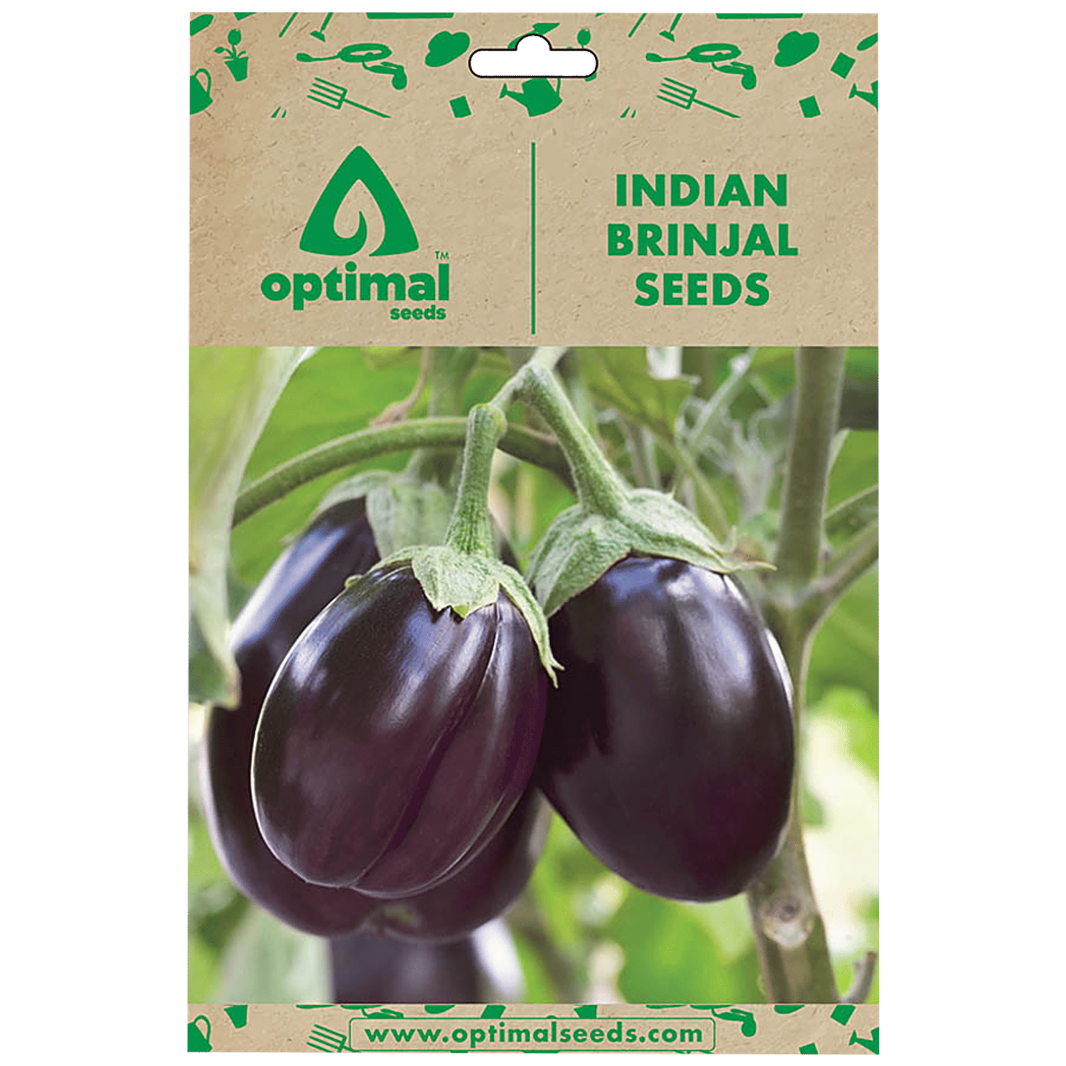 Brinjal Plant