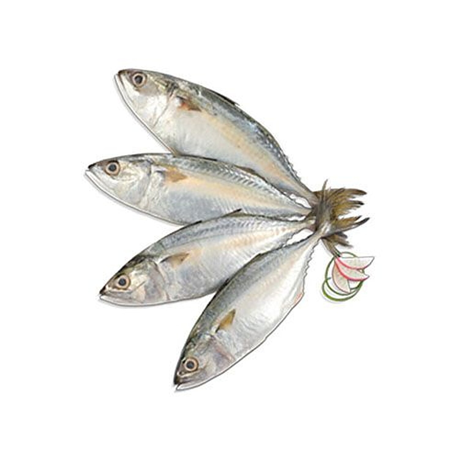 Indian Mackerel Fish