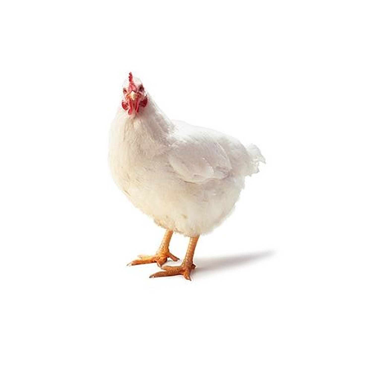 Live Chicken Images